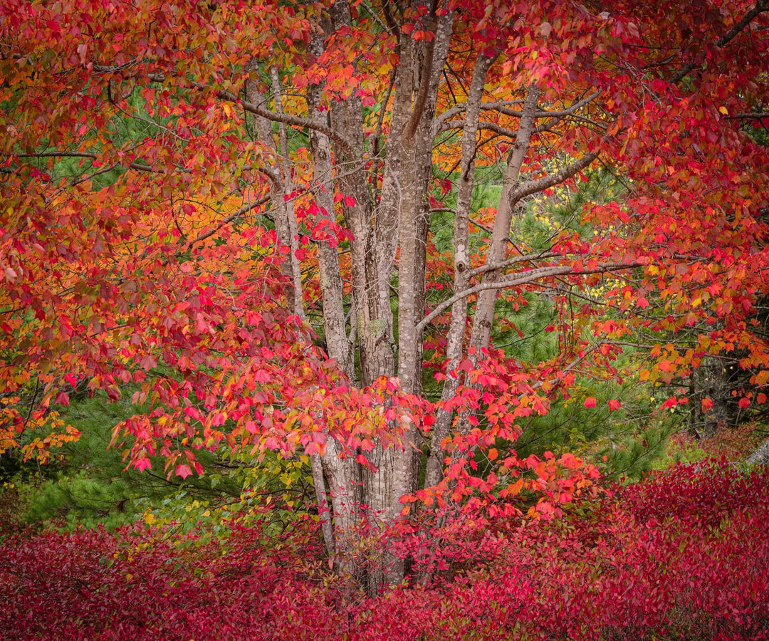 Franta, Darron Title: Blueberry Maple | Crossroads Art Center