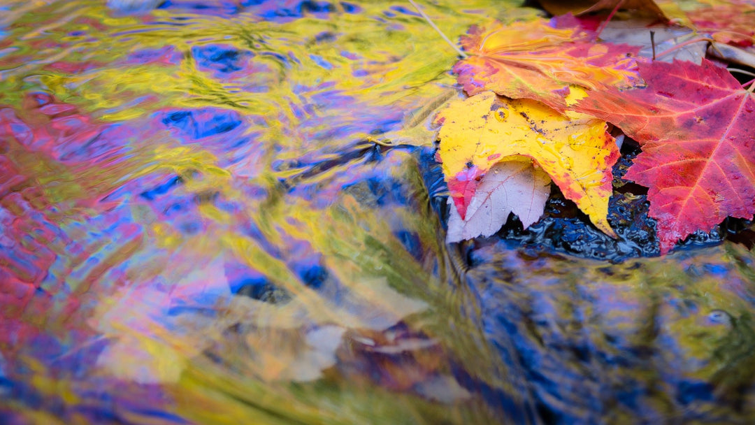 Franta, Darron Title: Reflections of Fall | Crossroads Art Center