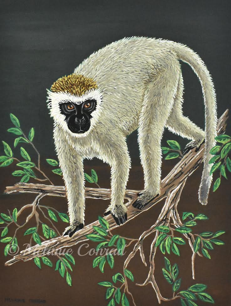 Melanie Conrad Title: Vervet Monkey | Crossroads Art Center