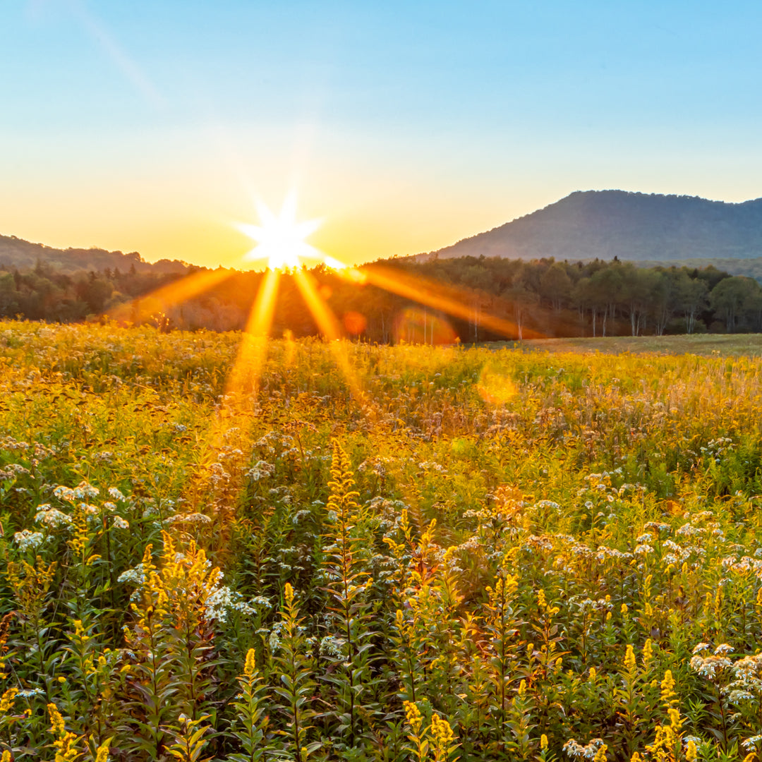 Tom Hennessy Title: Wildflower Sunset | Crossroads Art Center